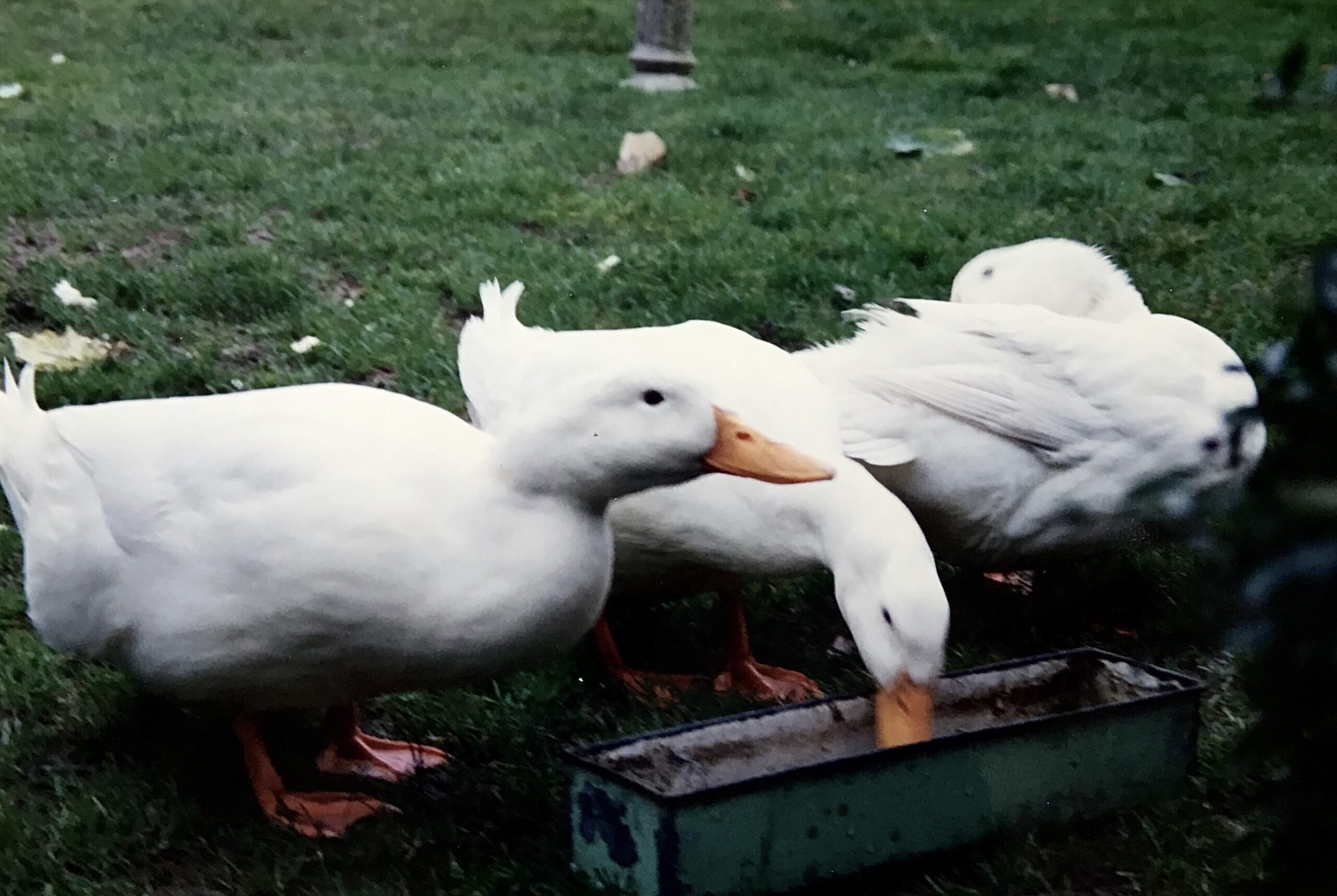 The Ducks | A Sanctuary Planted